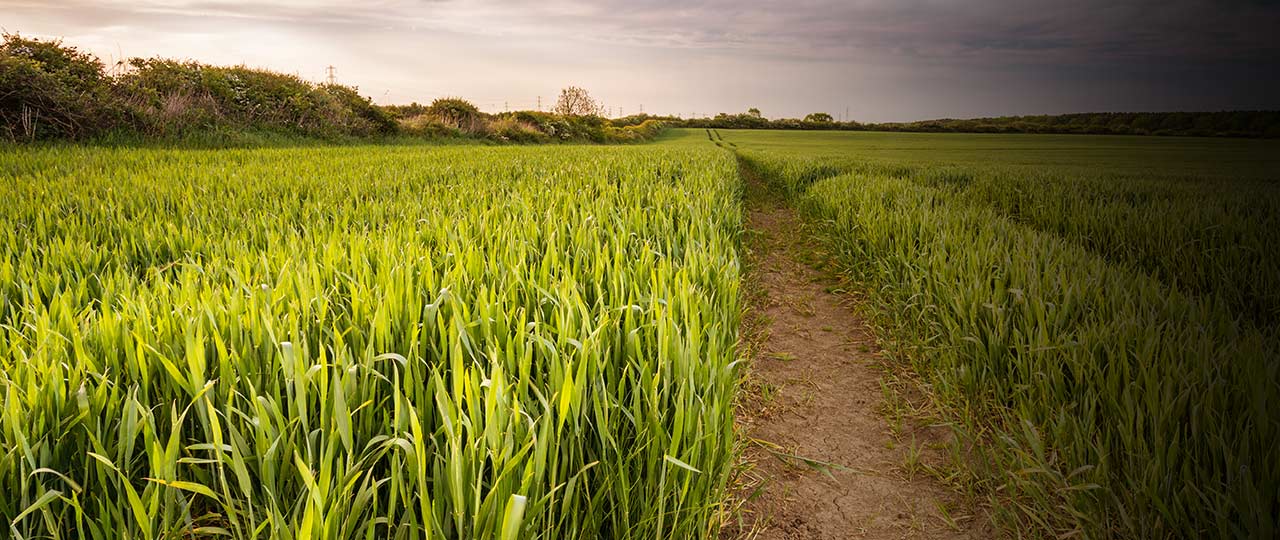 The rise of non-farmers in the farmland market | Strutt & Parker