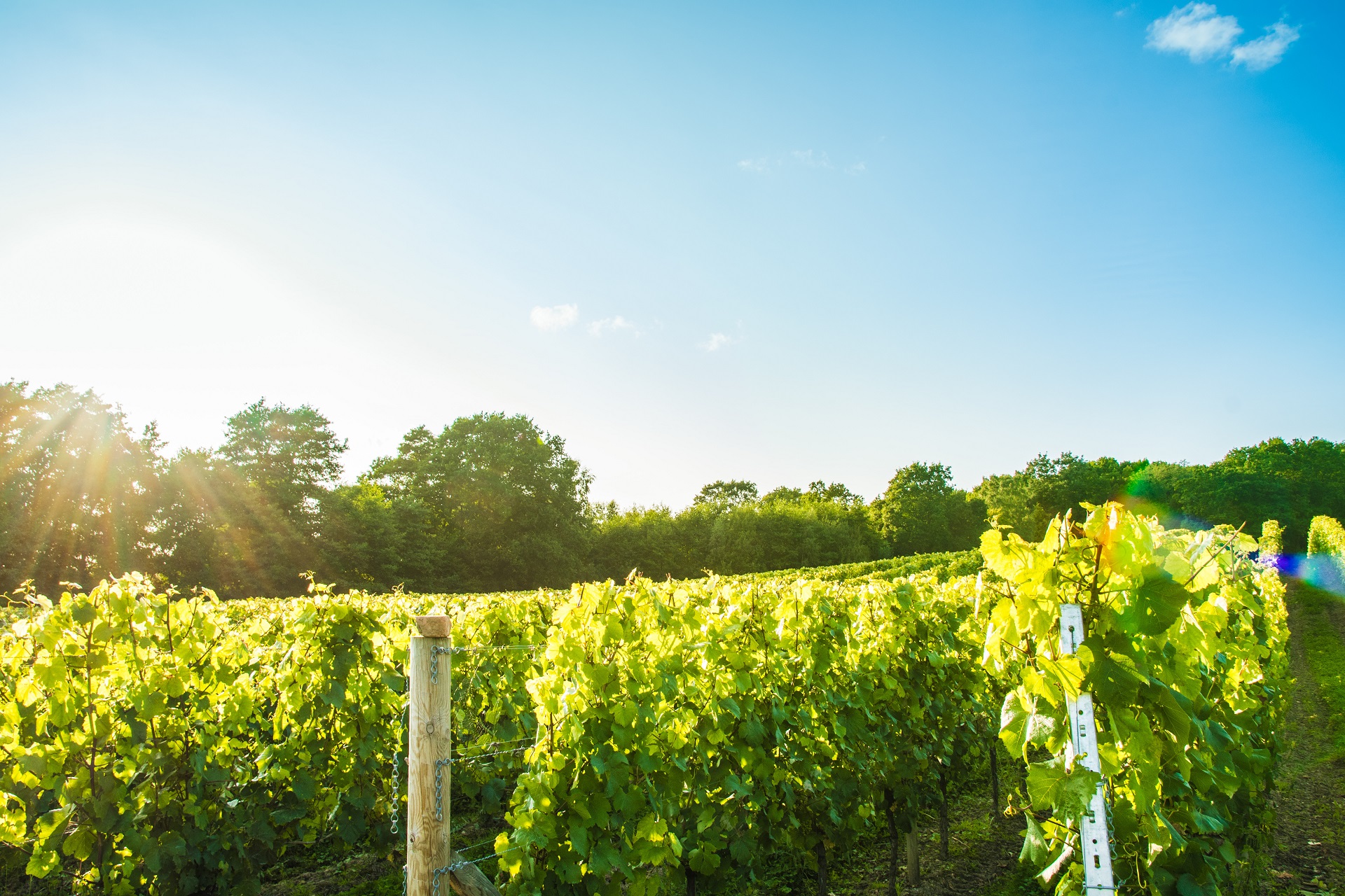 How easy is it to plant my own vineyard?