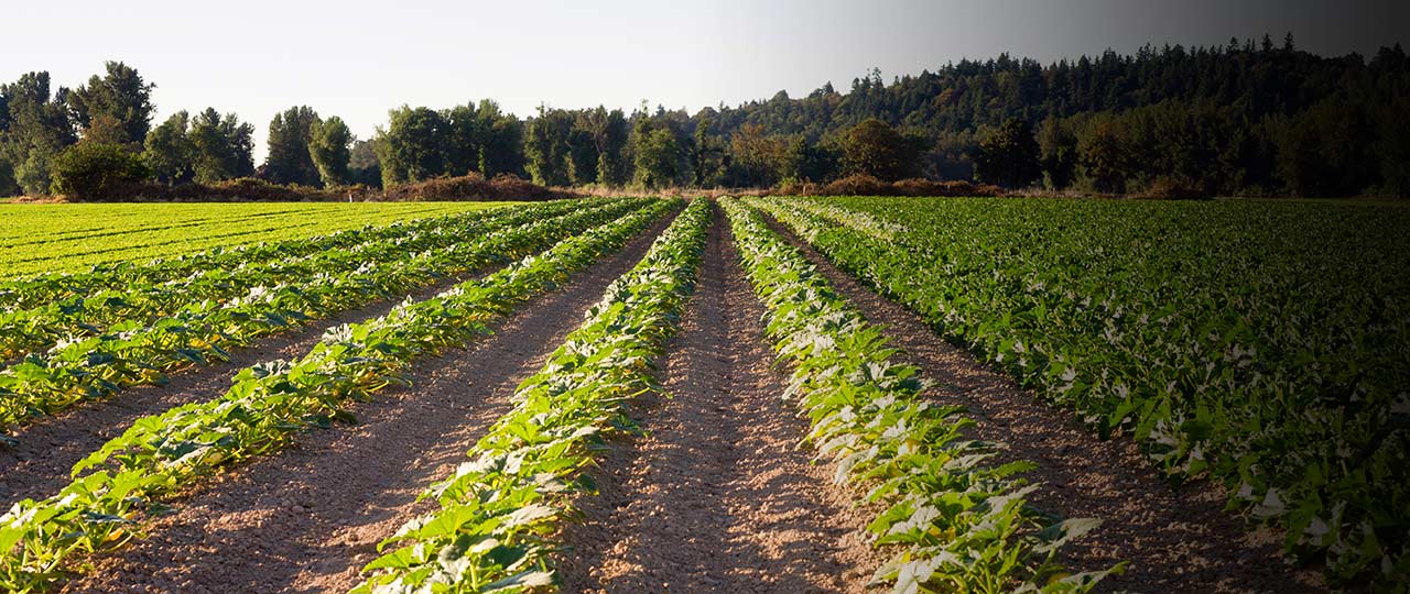 Countryside Stewardship Scheme is worth a second look | Strutt & Parker